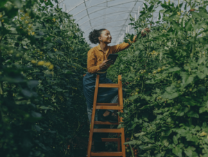 What are cradle to cradle design principles?